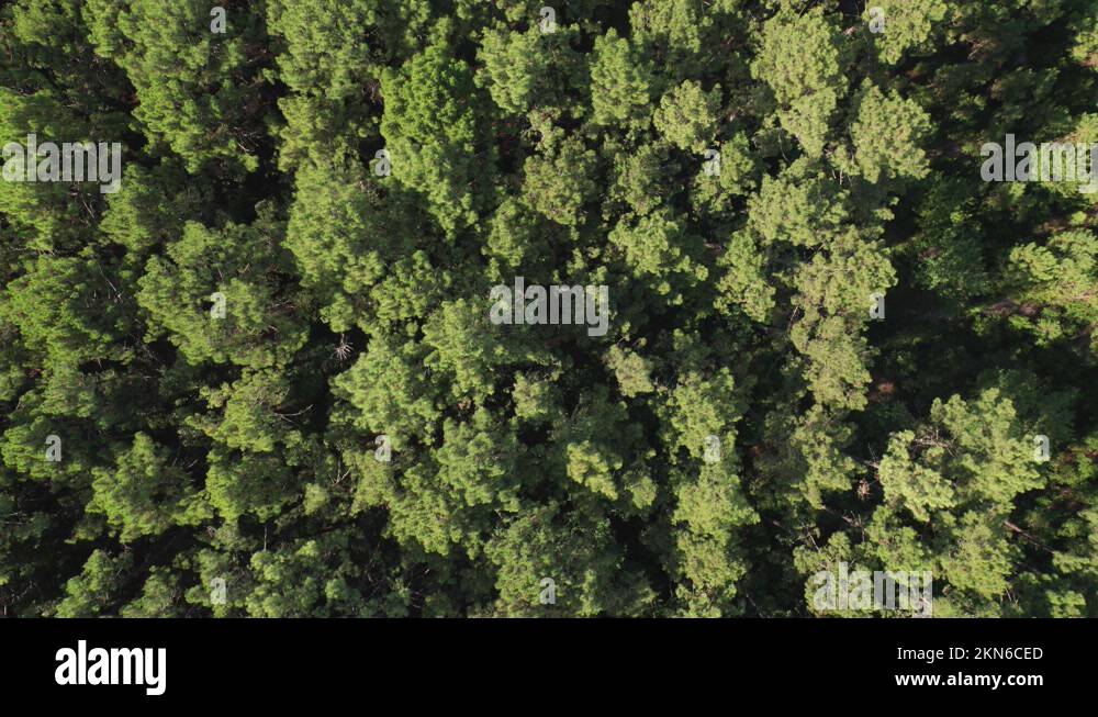 Forest pattern wallpaper Stock Videos & Footage - HD and 4K Video Clips ...