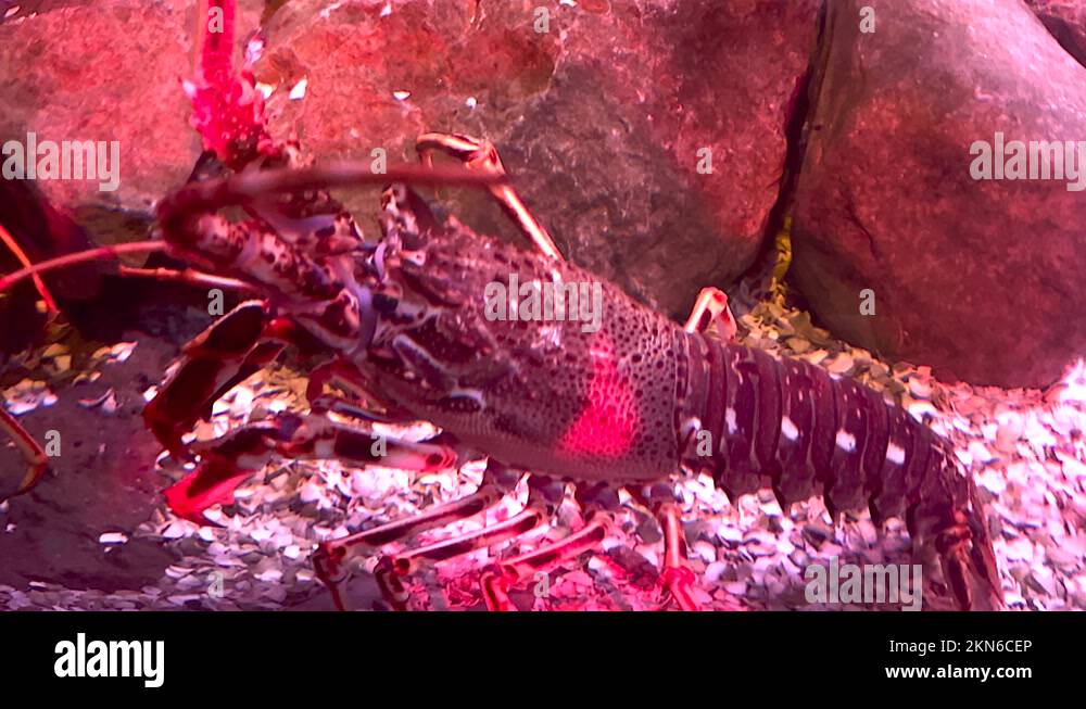 Fine art of the sea Stock Videos & Footage - HD and 4K Video Clips - Alamy