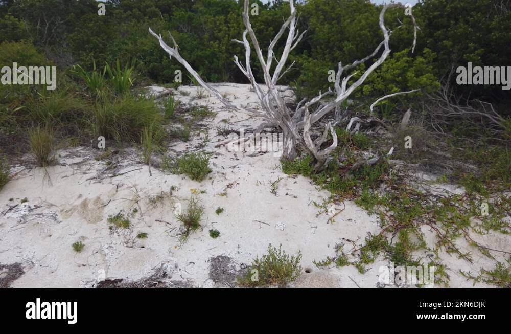 Dead tree florida keys Stock Videos & Footage - HD and 4K Video Clips ...