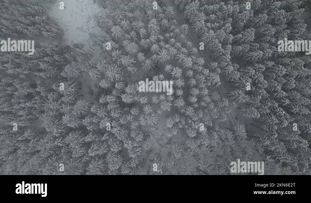 Iced and snowed trees from above through the clouds in a german forrest ...