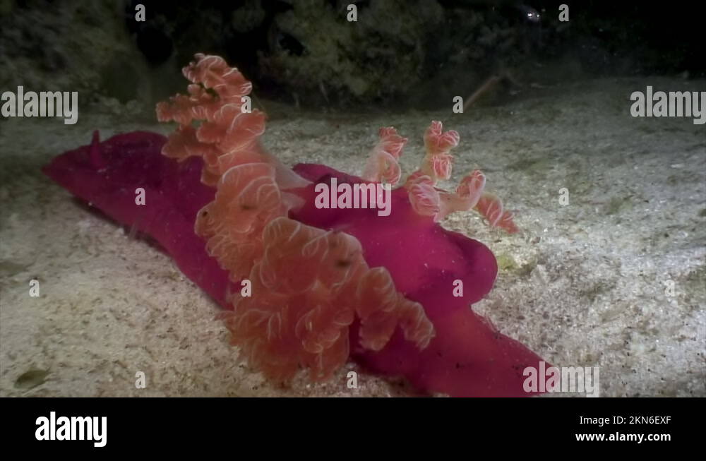 Giant slug Stock Videos & Footage - HD and 4K Video Clips - Alamy