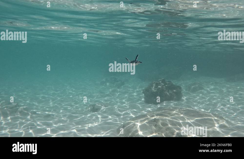 Adorable sea turtle Stock Videos & Footage - HD and 4K Video Clips - Alamy