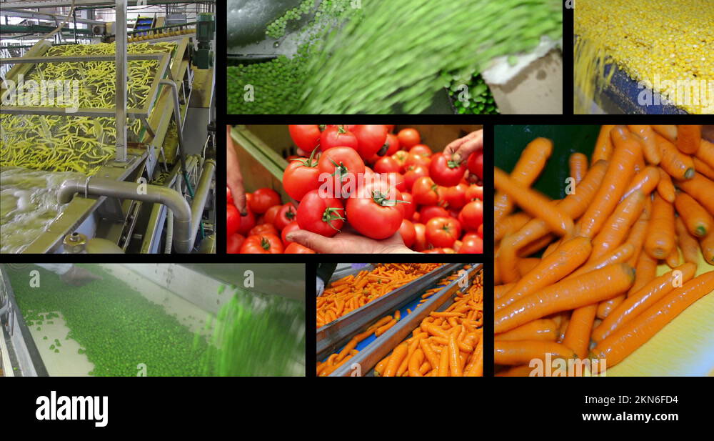 Vegetable processing in food industry, multi screen Stock Video Footage ...
