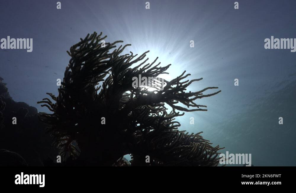 Sharp sun Stock Videos & Footage - HD and 4K Video Clips - Alamy
