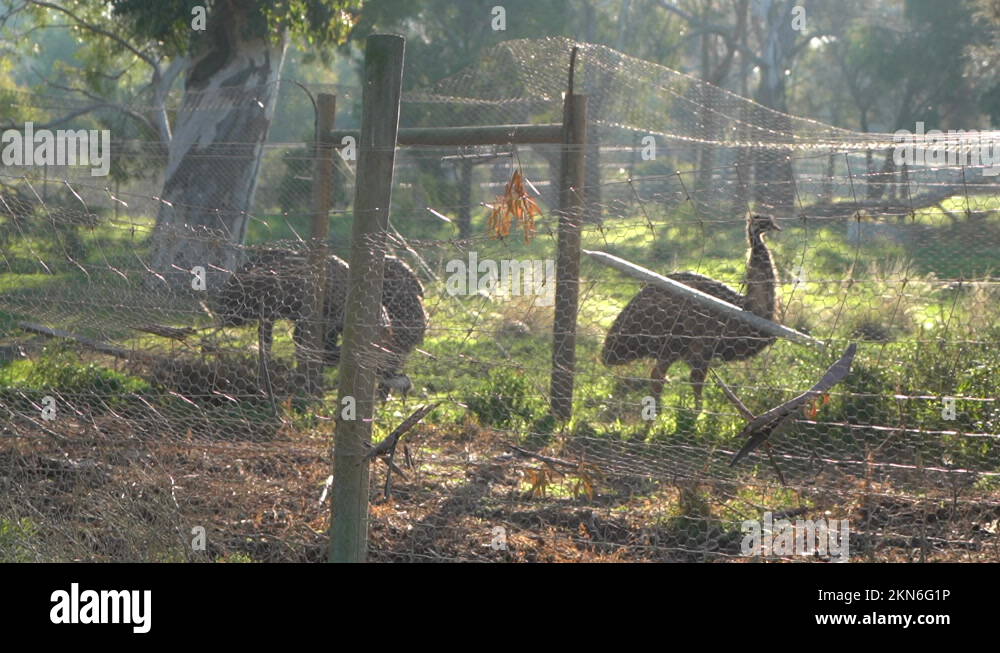 Beautiful emu birds Stock Videos & Footage - HD and 4K Video Clips - Alamy