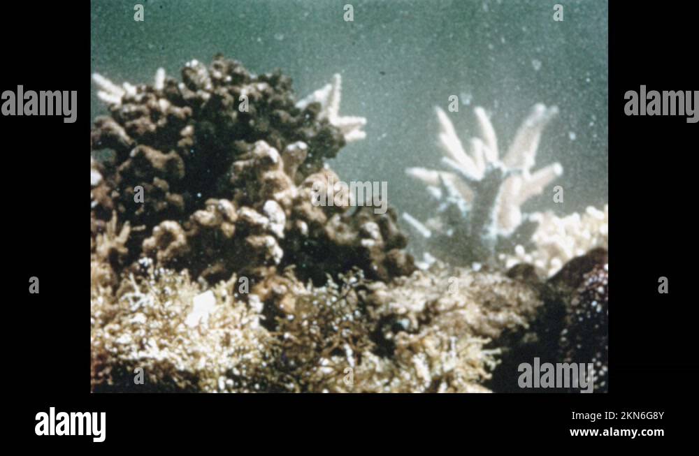 1950s: Stick pokes stone fish. Stone fish emerges from sand and swims ...