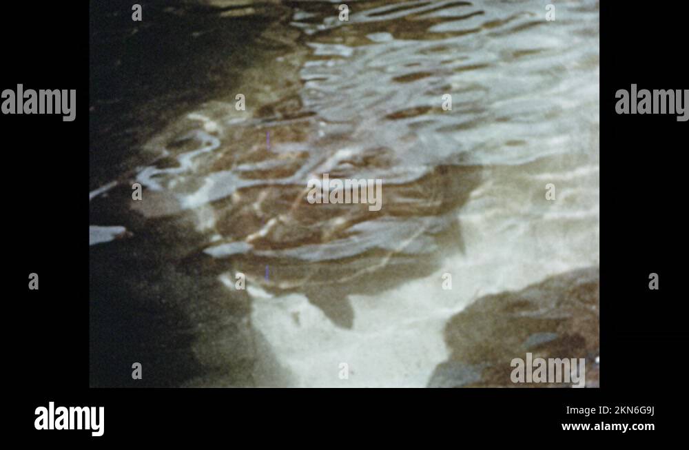 1950s: Sea turtles swim through shallow lagoon. Sea turtle emerges from ...