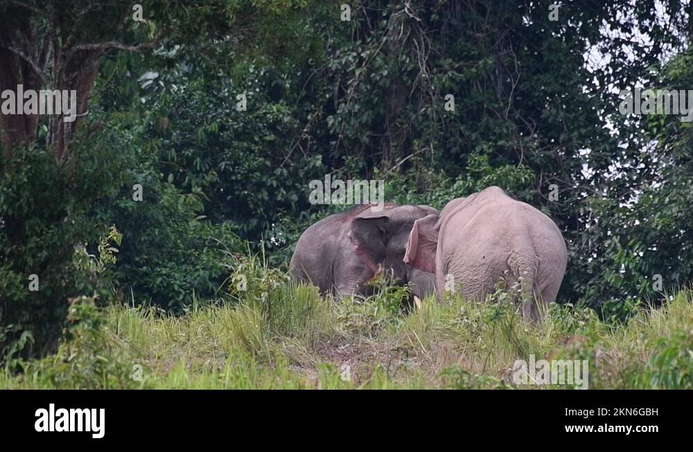 Physical prowess Stock Videos & Footage - HD and 4K Video Clips - Alamy