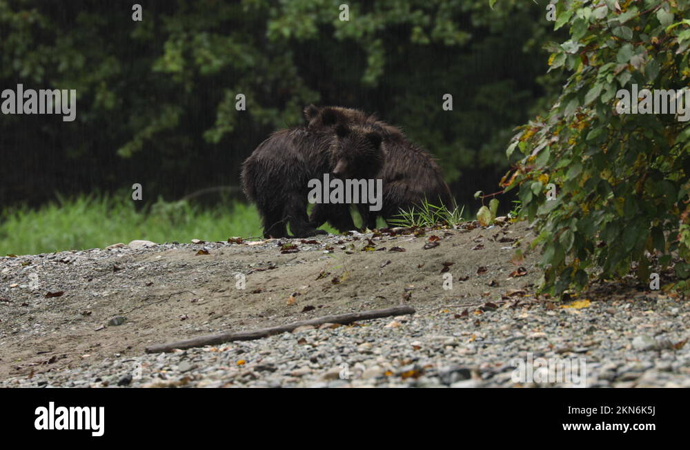 Two Young Grizzly Bear Drenched In The Rain At Great Bear Rain Forest ...