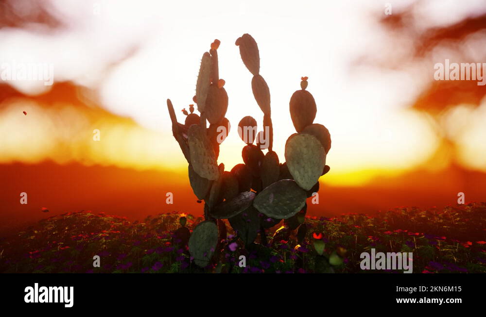 Desert temperature Stock Videos & Footage - HD and 4K Video Clips - Alamy