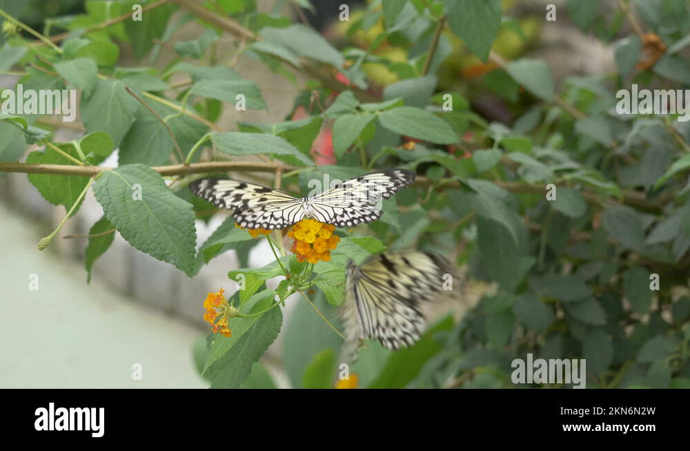 Southeast asian butterfly Stock Videos & Footage - HD and 4K Video ...