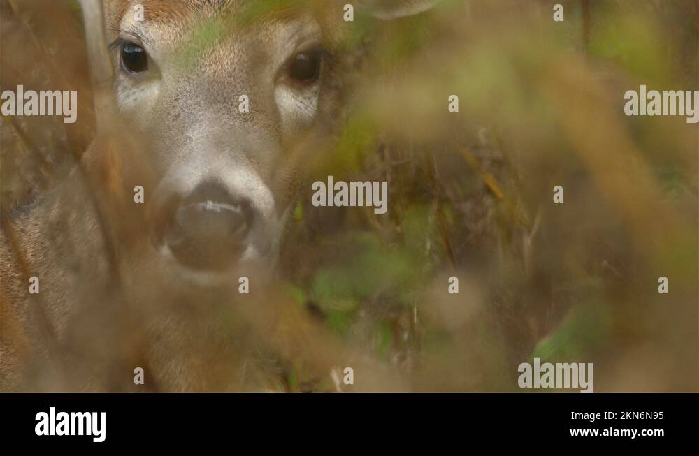 Close up zoom through undergrowth of deer as it chews cud and looks ...