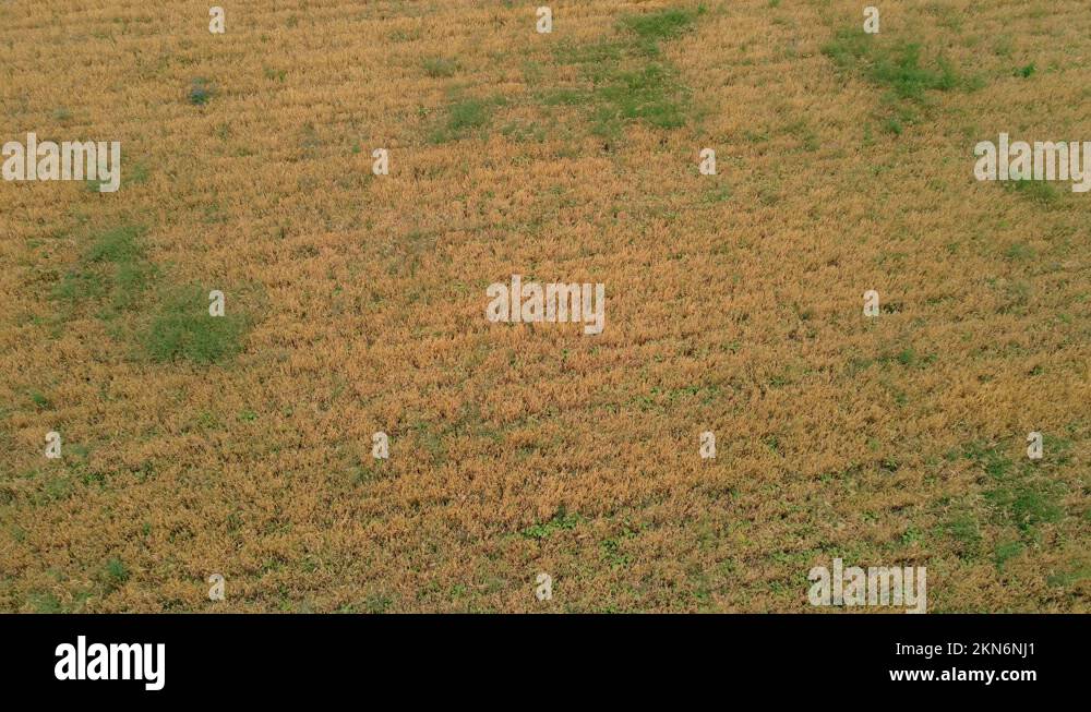 Corn grass weeds Stock Videos & Footage - HD and 4K Video Clips - Alamy
