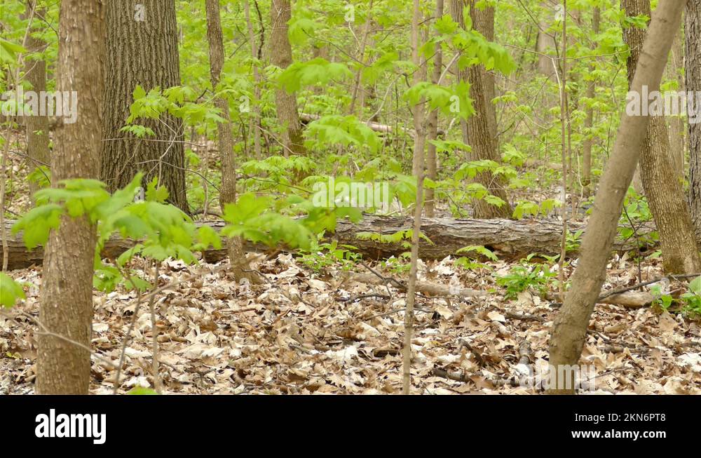 Tree edge Stock Videos & Footage - HD and 4K Video Clips - Alamy