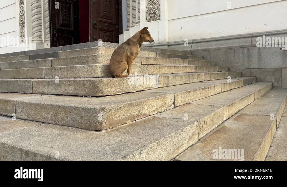 Dog sit sitting stairs Stock Videos & Footage - HD and 4K Video Clips ...