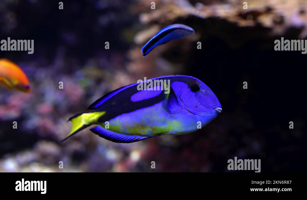 Amazing blue Tang fish or palette surgeonfish swimming underwater on ...