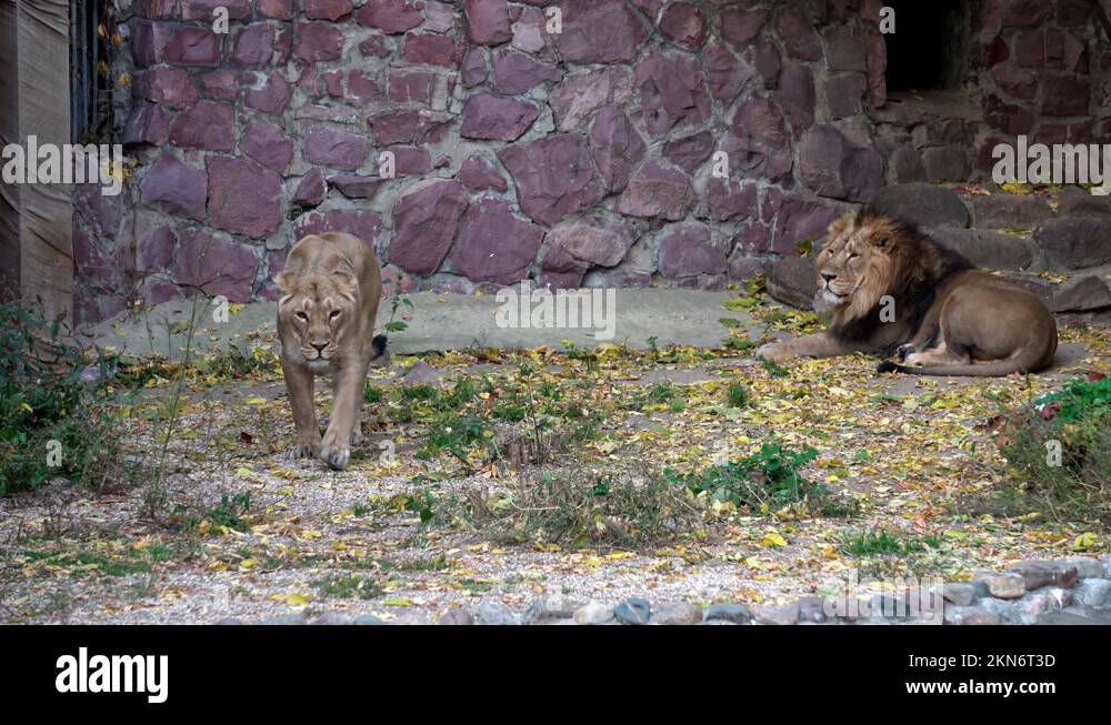 Friendly relationship Stock Videos & Footage - HD and 4K Video Clips ...