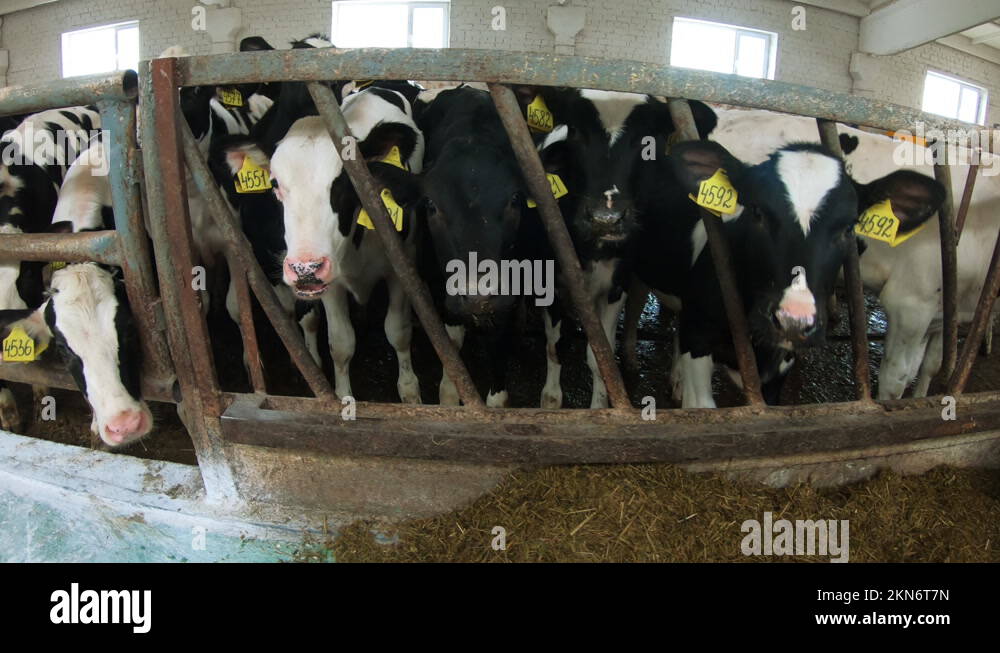 Calves on the farm. Livestock farm. A nursery with small calves on a ...