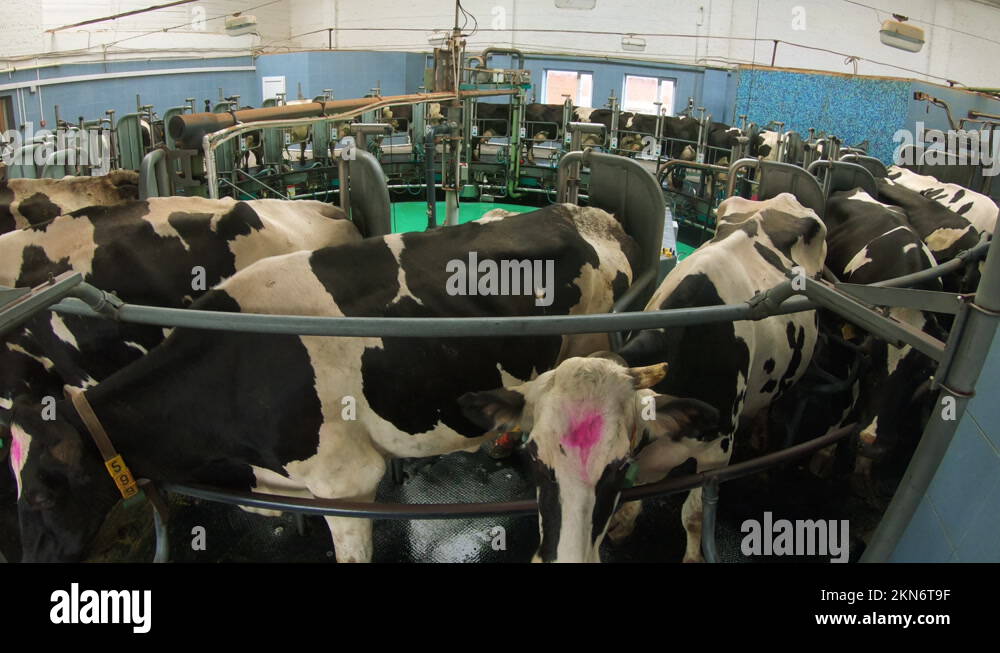 Milking carousel Stock Videos & Footage - HD and 4K Video Clips - Alamy