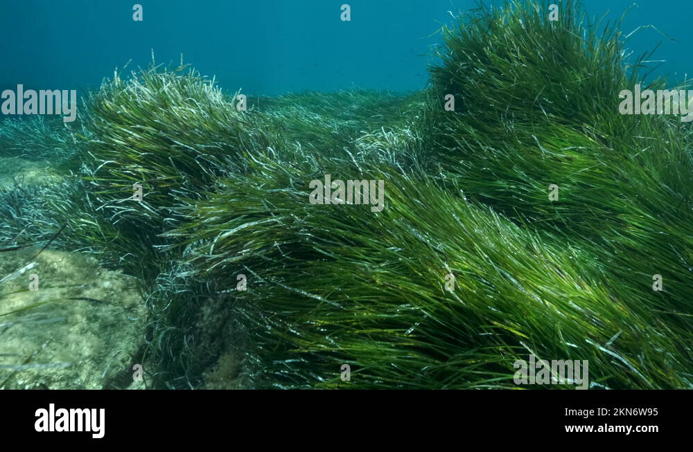 Dense thickets of green marine grass Posidonia, on blue water ...