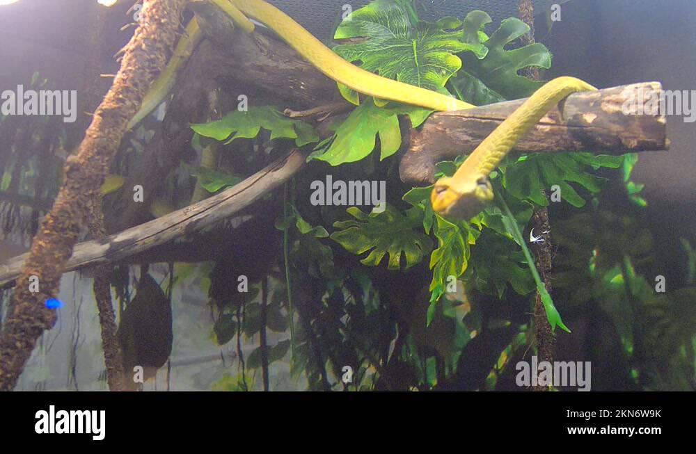 Exotic snakes Stock Videos & Footage - HD and 4K Video Clips - Alamy