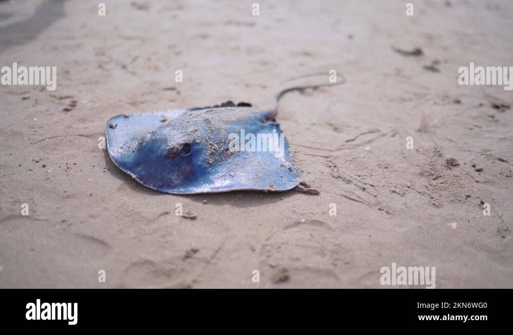 Water pollution dead fish Stock Videos & Footage - HD and 4K Video ...