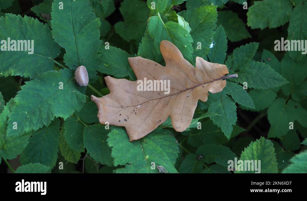 One fallen leaf Stock Videos & Footage - HD and 4K Video Clips - Alamy