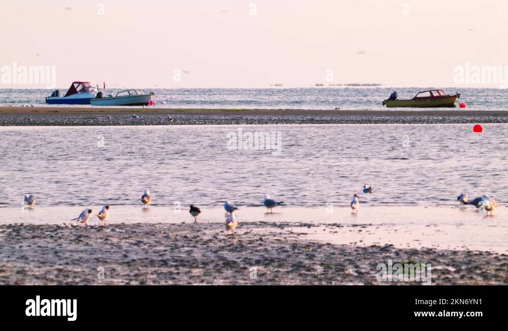 Foraging beach Stock Videos & Footage - HD and 4K Video Clips - Alamy