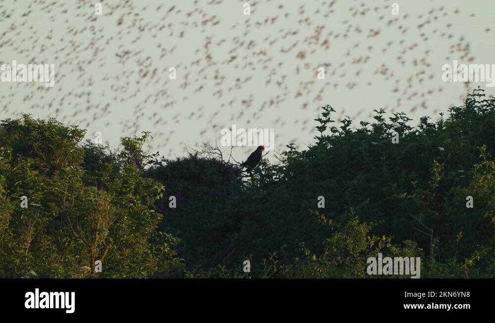 Swooping motion Stock Videos & Footage - HD and 4K Video Clips - Alamy