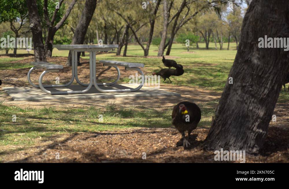 Turkeys in nature Stock Videos & Footage - HD and 4K Video Clips - Alamy