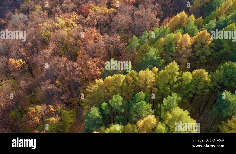 Narrow forest trails run between tall trees with thinned foliage, view ...