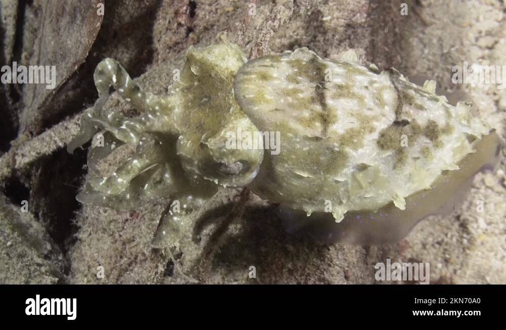 Cloud escapes Stock Videos & Footage - HD and 4K Video Clips - Alamy