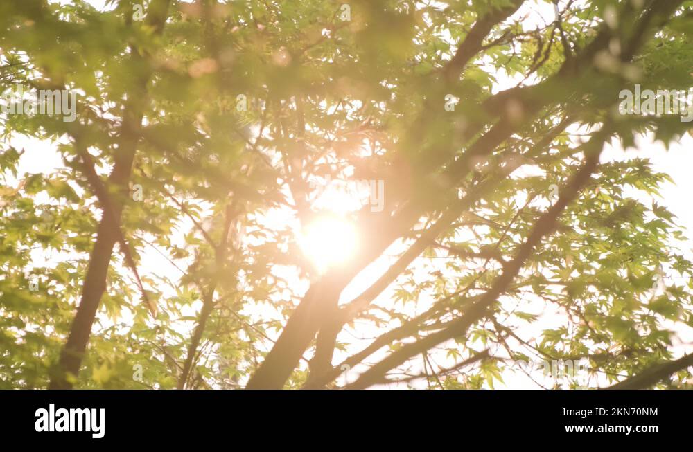 Branches of the Trees with Sun Lens Flare Background, Handheld Soft ...