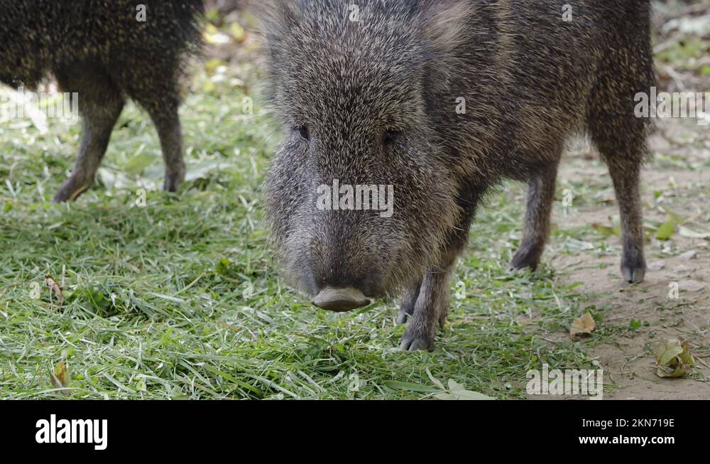 Peccary pigs Stock Videos & Footage - HD and 4K Video Clips - Alamy