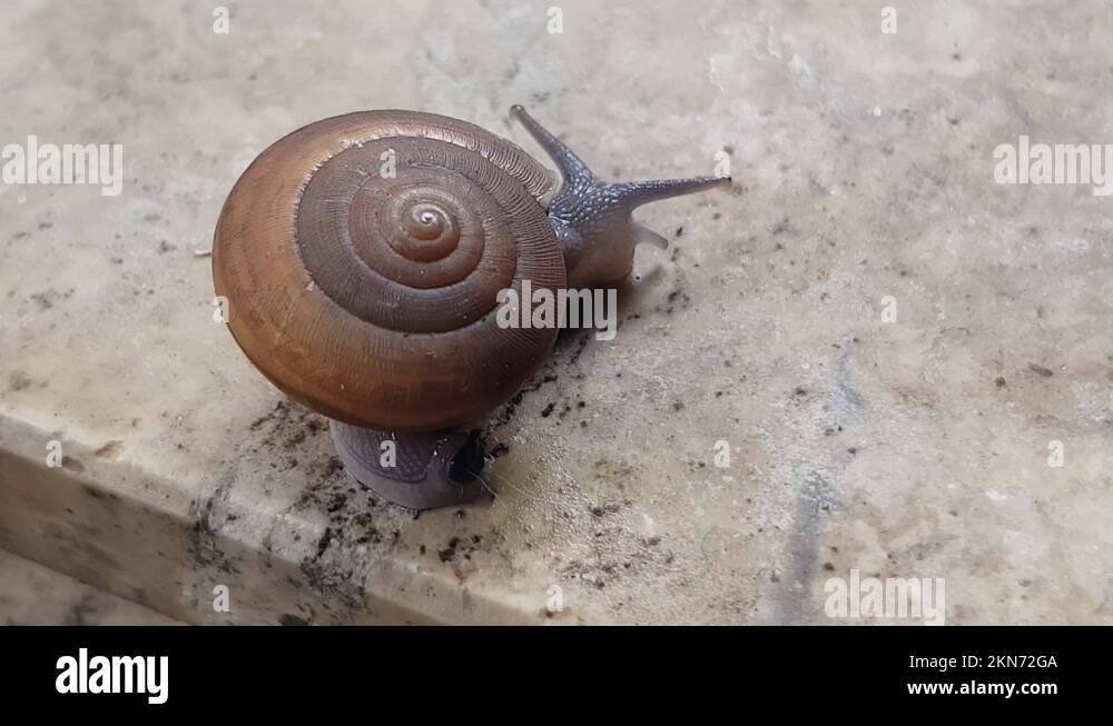 Snail spiral helix shell Stock Videos & Footage - HD and 4K Video Clips ...