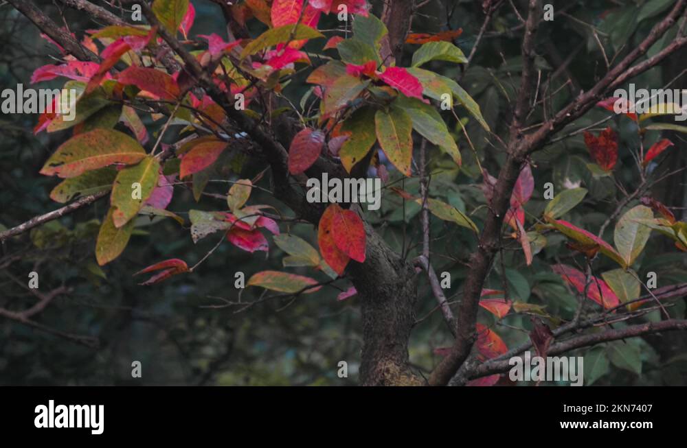 The pride of india Stock Videos & Footage - HD and 4K Video Clips - Alamy