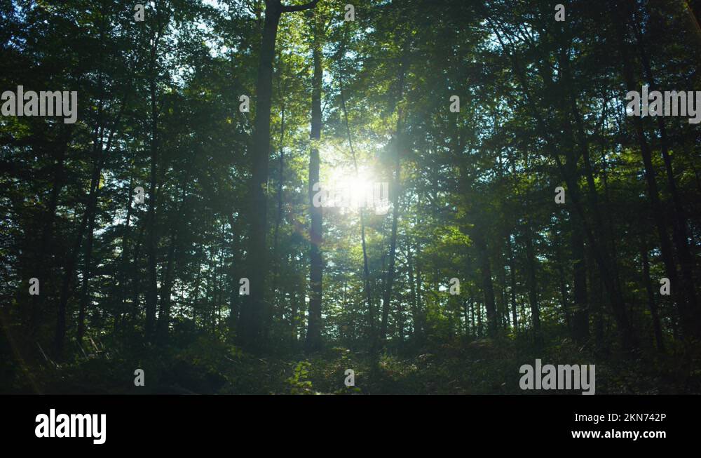 Dim light forest Stock Videos & Footage - HD and 4K Video Clips - Alamy