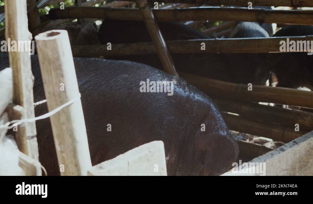 Pig system Stock Videos & Footage - HD and 4K Video Clips - Alamy