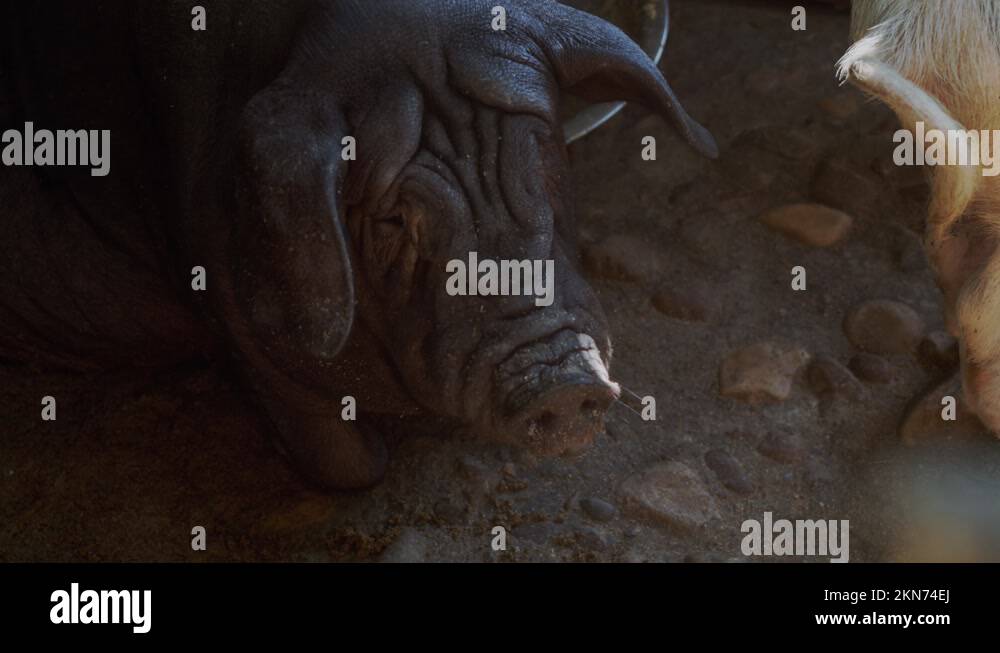 Pigs washing Stock Videos & Footage - HD and 4K Video Clips - Alamy