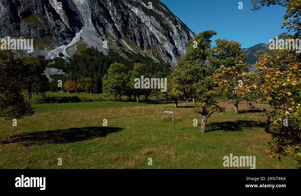 Canadian maple trees Stock Videos & Footage - HD and 4K Video Clips - Alamy