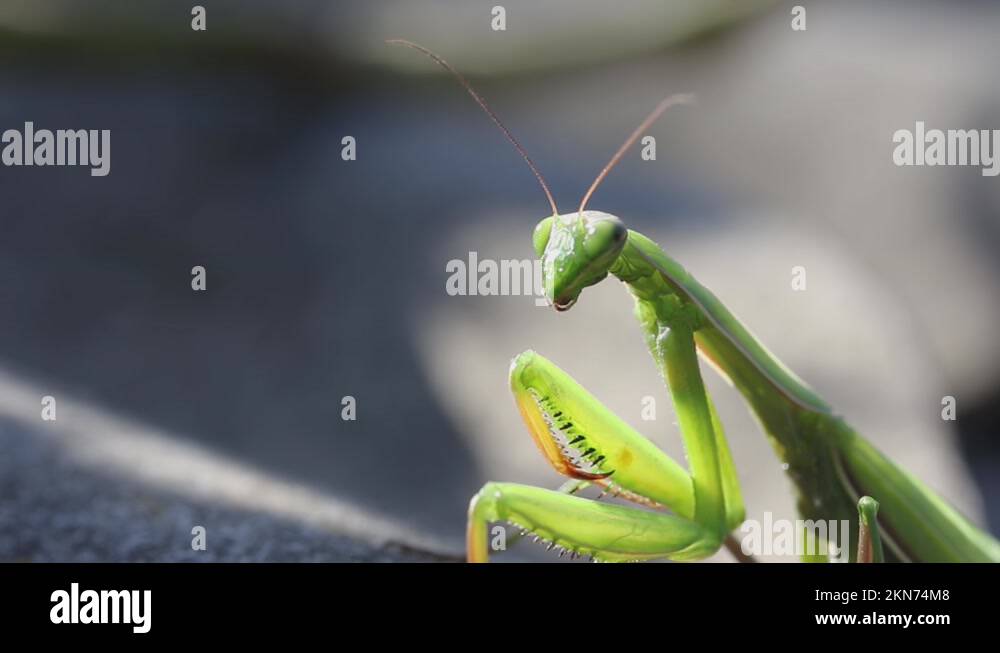 Raised limbs Stock Videos & Footage - HD and 4K Video Clips - Alamy
