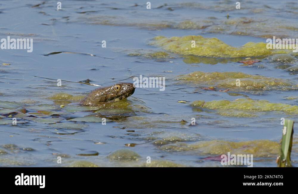 A large Water snake, Natrix natrix, tastes the air with his forked ...