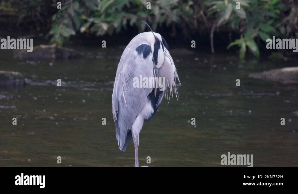 Grey heron preening Stock Videos & Footage - HD and 4K Video Clips - Alamy