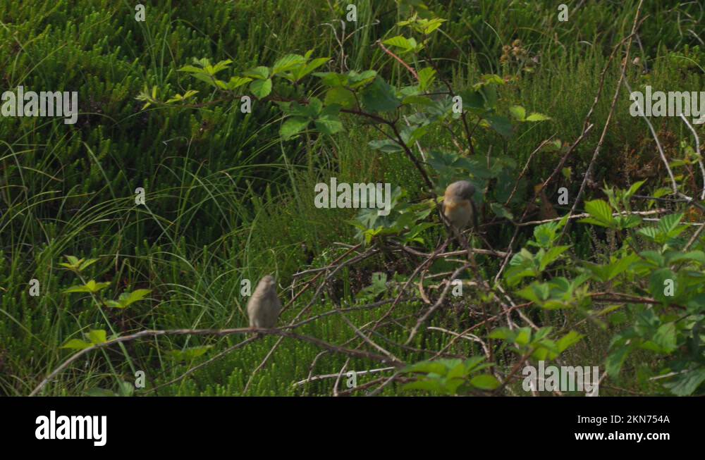 Birds pooping Stock Videos & Footage - HD and 4K Video Clips - Alamy