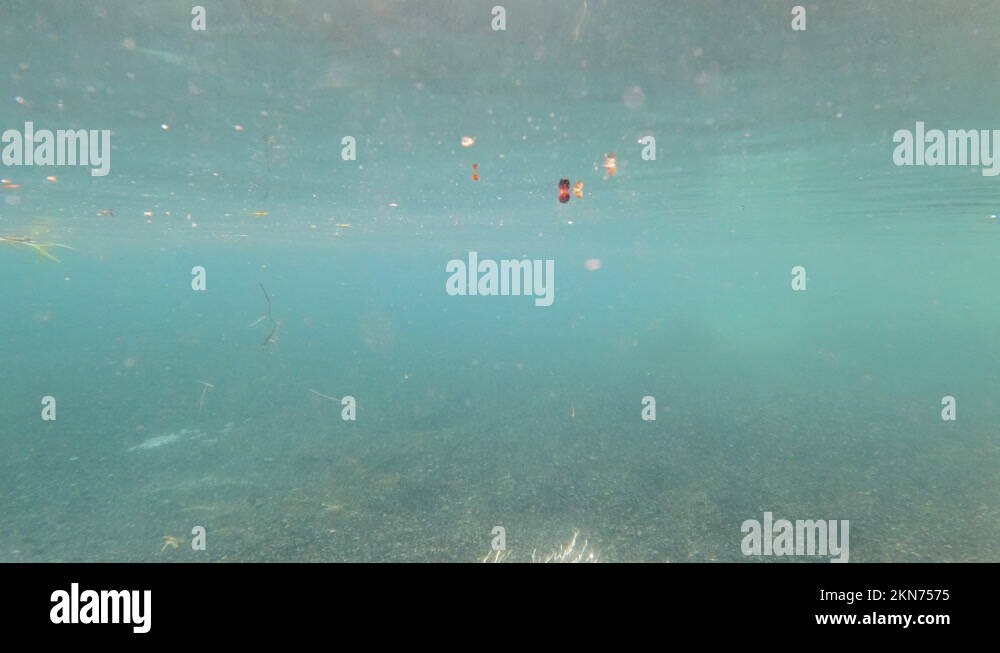 Floating with the camera just below the water surface revealing the ...