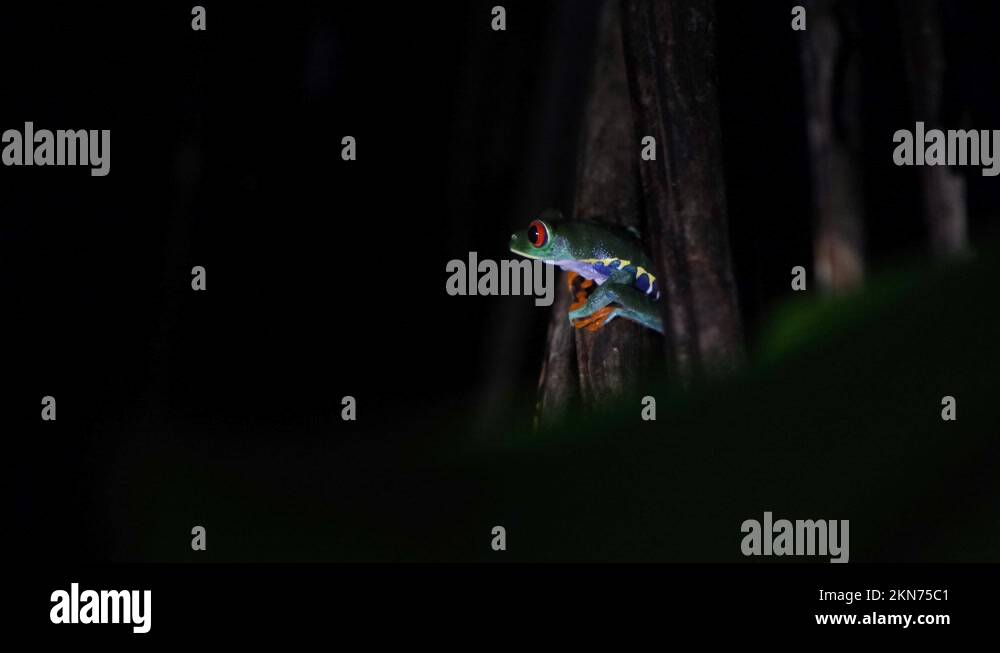 Costa Rica Treefrog Stock Videos And Footage Hd And 4k Video Clips Alamy