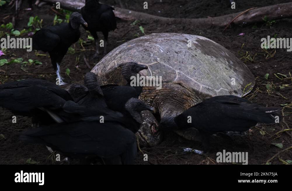 Close up of sea turtle in Tortugero, Costa Rica being eaten by vultures ...