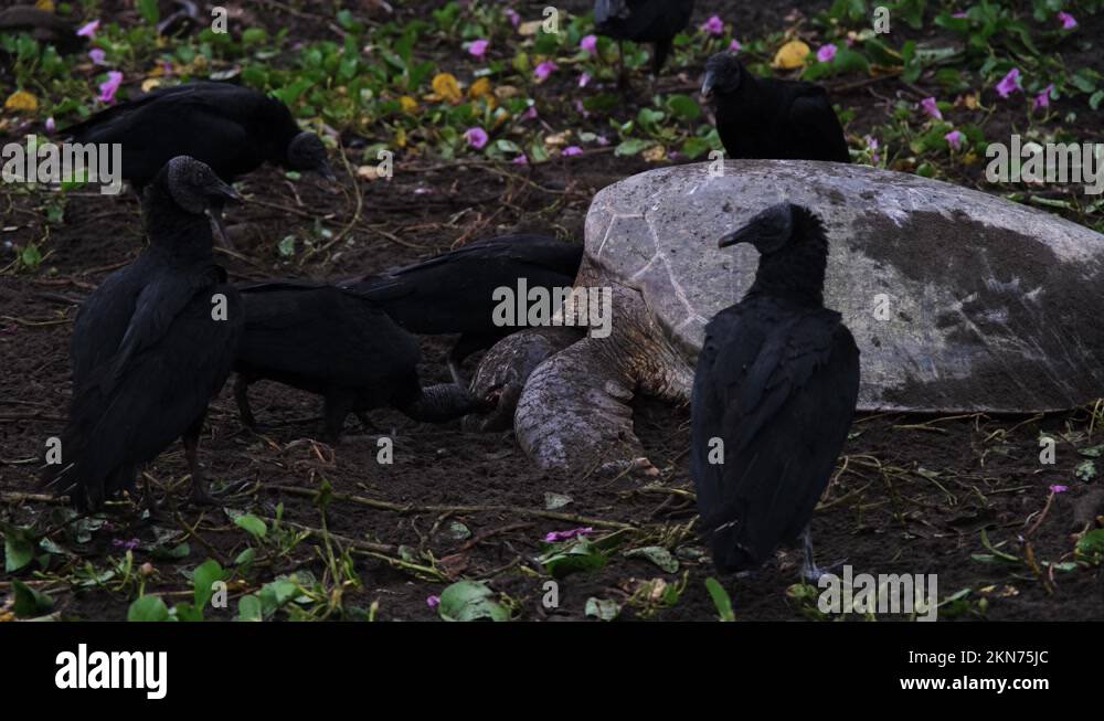 Close up of sea turtle in Tortugero, Costa Rica being eaten by vultures ...