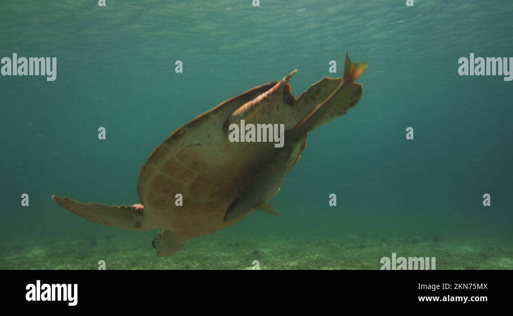 Sea Turtle Gracefully Swimming in Caribbean Ocean with Remoras Fish on ...