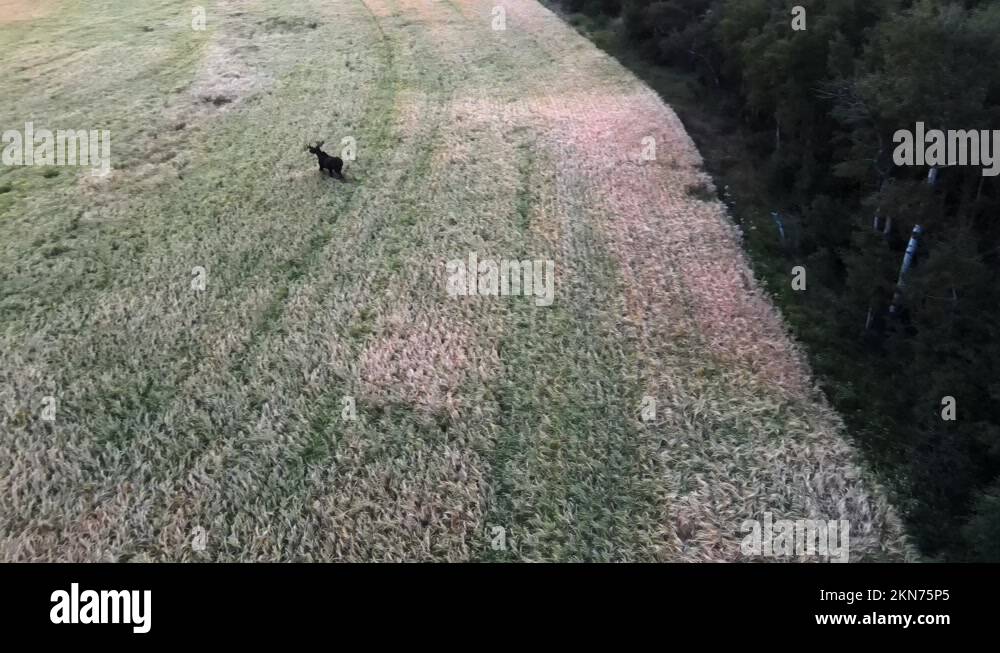 Static panning drone footage of moose buck running away over a barley ...
